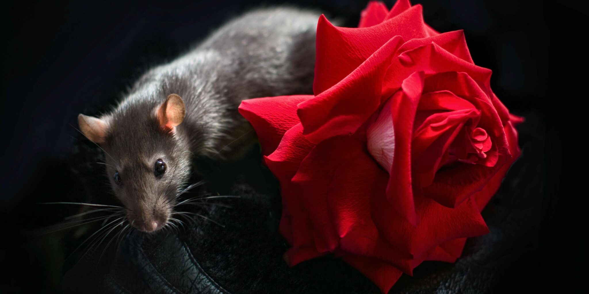 Univers 25 : l’expérience des souris qui prédit l’extinction ...